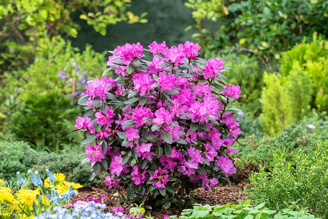Rhododendron PJM Star (PJM Elite Star) PBR | Breederplants