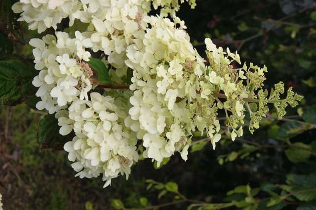 Hydrangea paniculata Lissjudy (Petite® Lantern) PBR | Breederplants