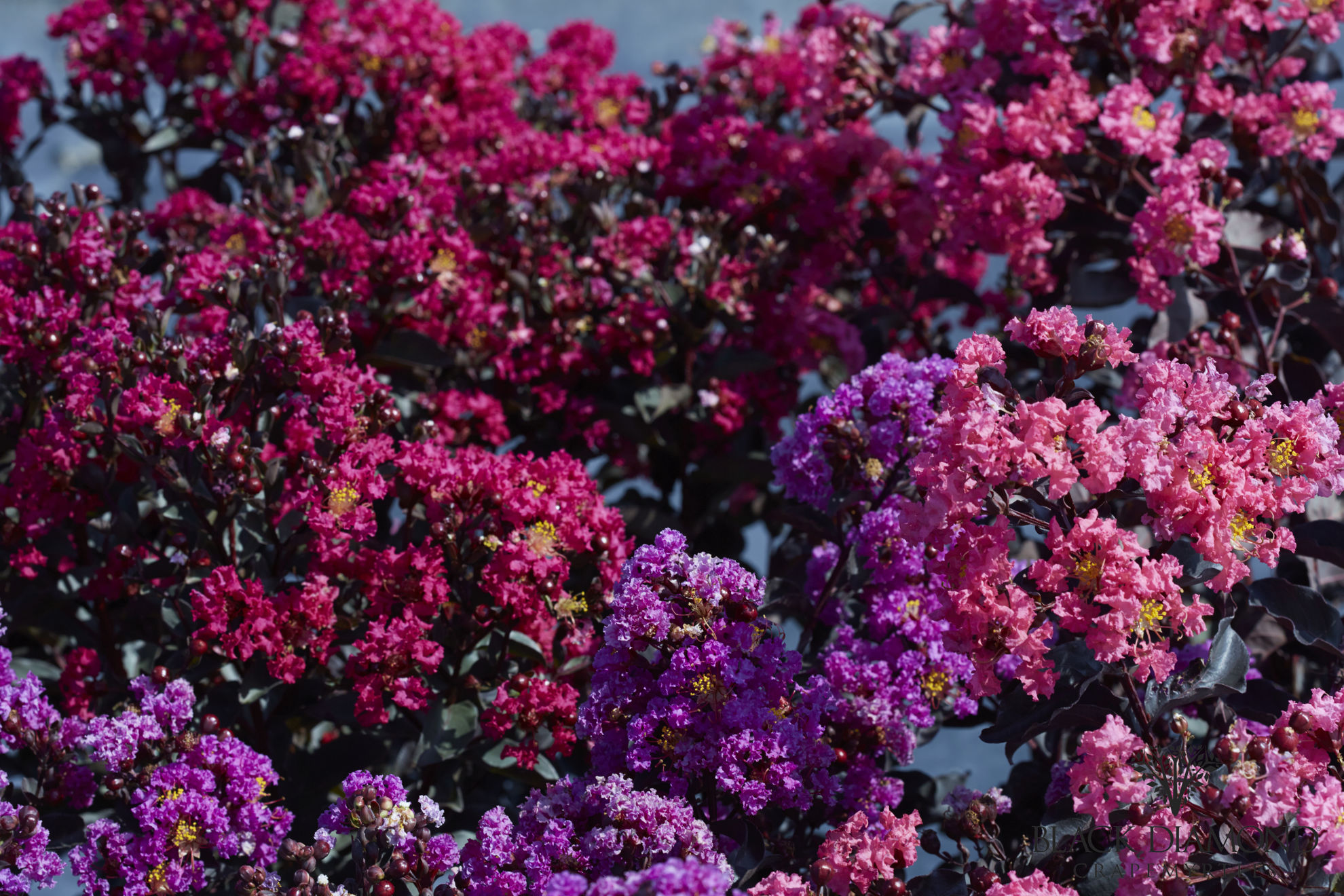 Lagerstroemia indica (Black Diamond® Shell Pink) | Breederplants