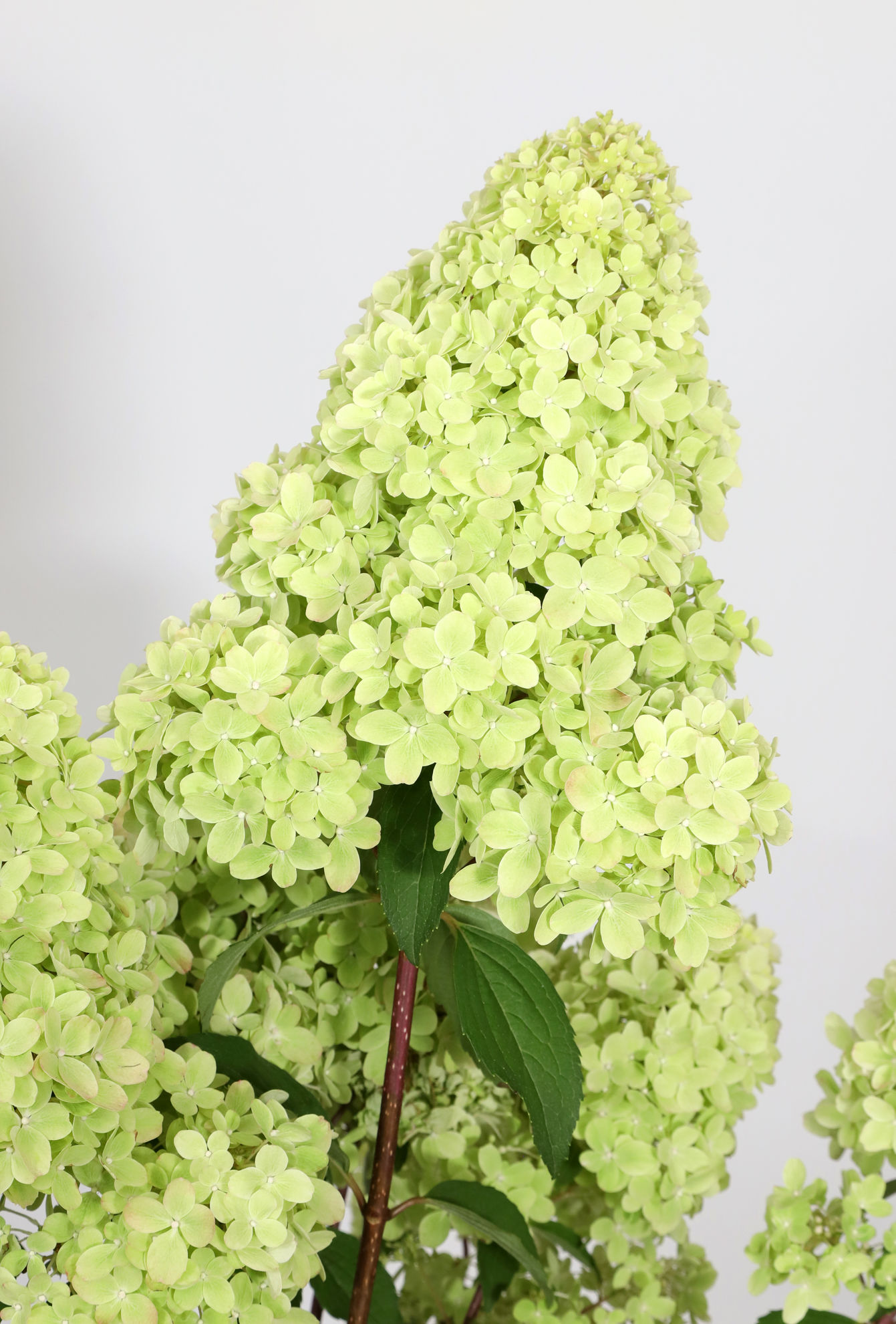 Hydrangea paniculata COUSSINE (Petite® Flori) PBR | Breederplants