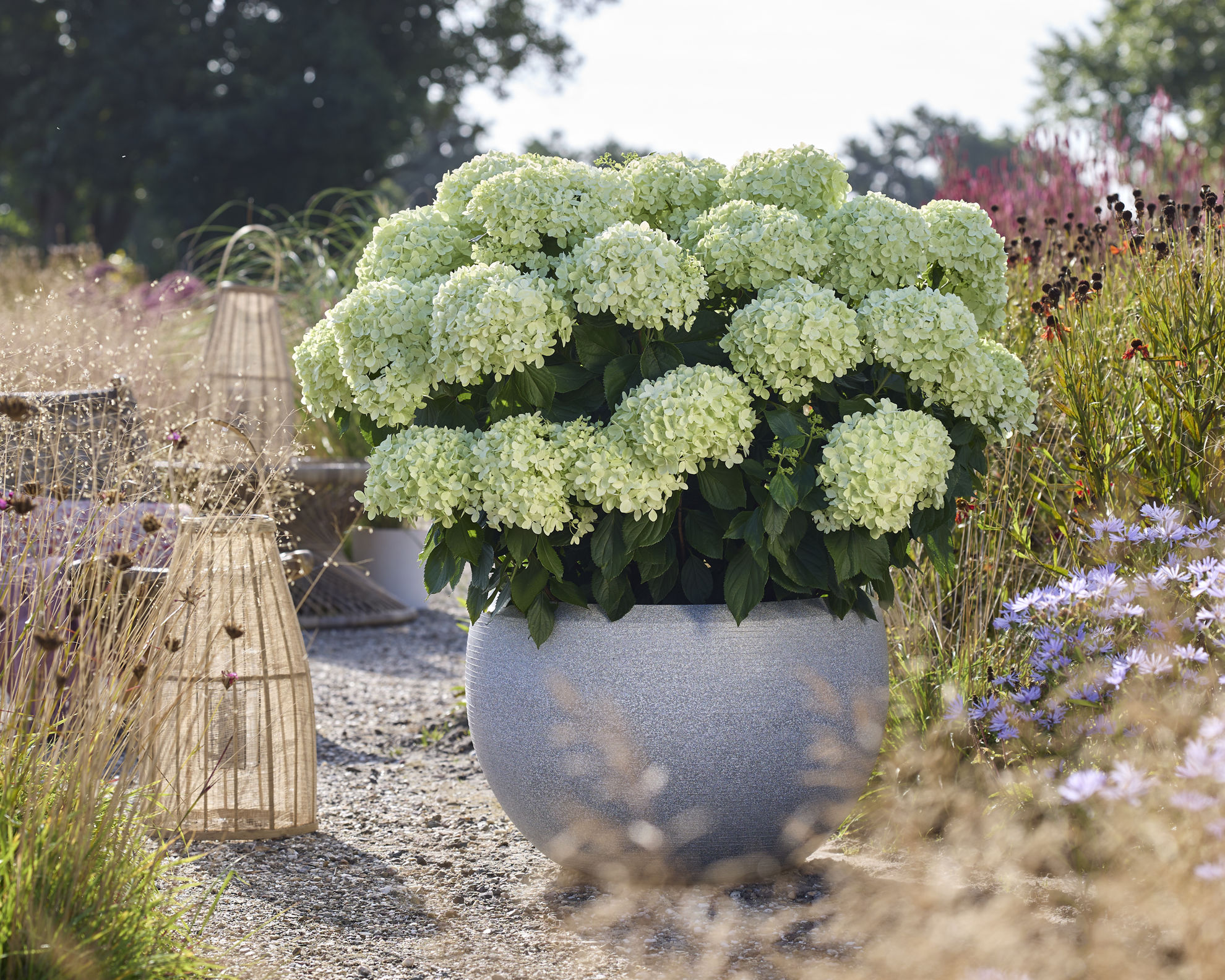 Hydrangea paniculata COUBELL (White -A-Bella®) | Breederplants