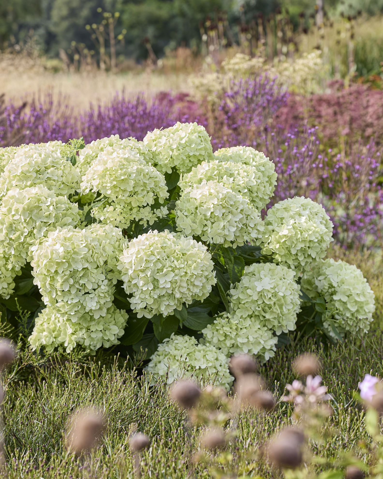 Hydrangea paniculata COUBELL (White -A-Bella®) | Breederplants